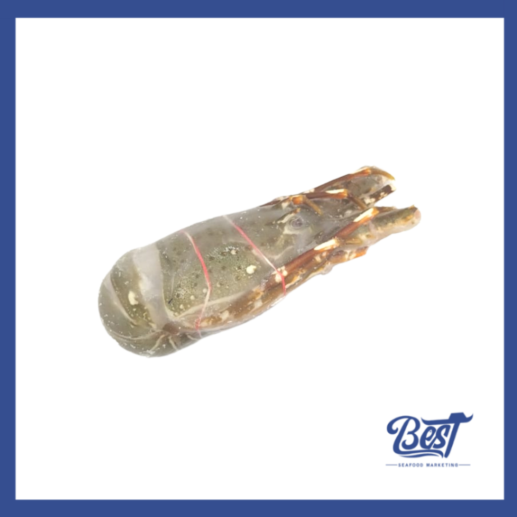 [WHOLESALE] Green Lobster 500g±/pcs 青龙虾 | Udang Galah Hijau | Best ...