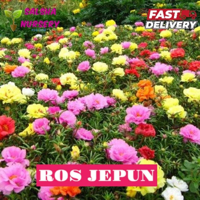 ROS JEPUN BUNGA KEMBANG 10 PAGI | Shopee Malaysia