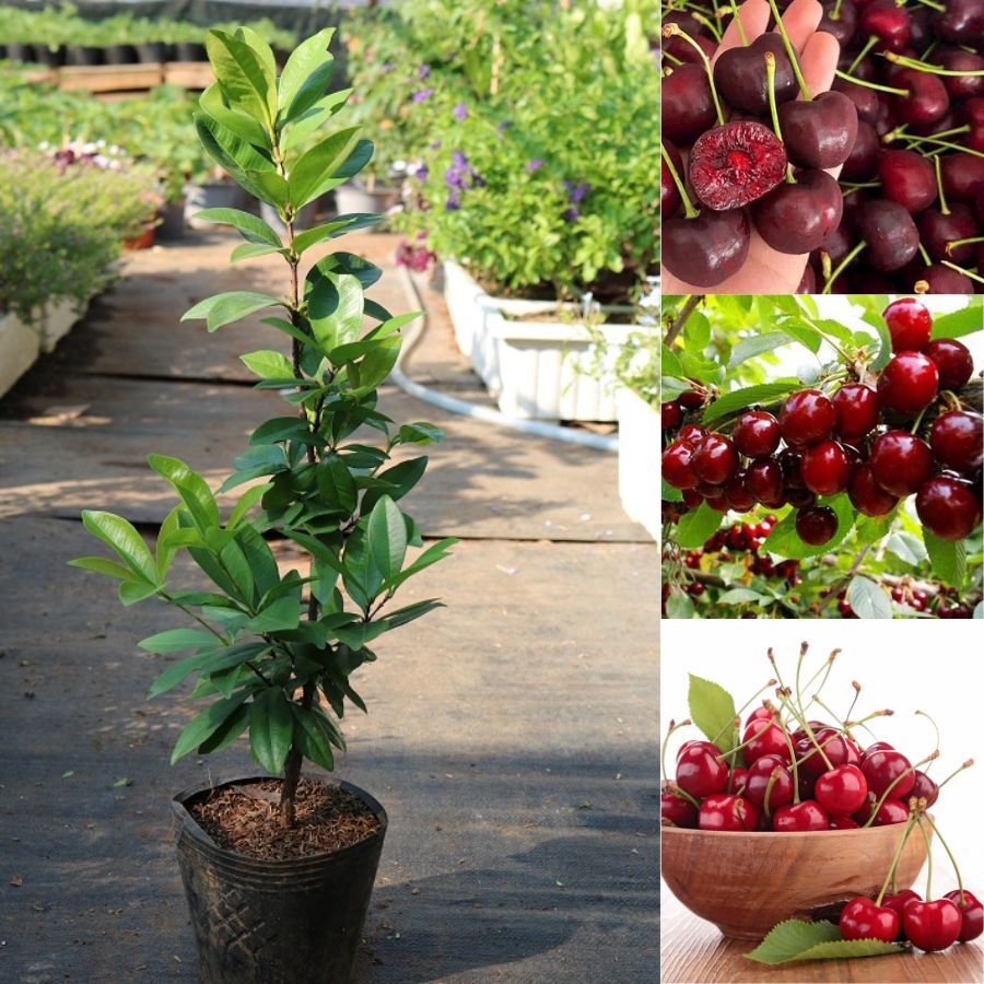 Anak Pokok Cherry Merah Jarang Ditemui – Kini Tersedia di Kebun Anda ...