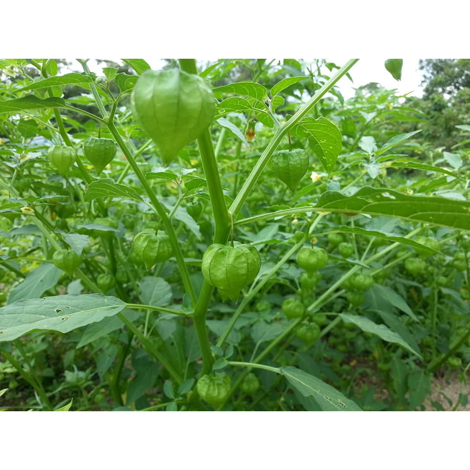 [200g] Pokok Letup-letup Kelambu Segar / Ciplukan / Physalis Peruviana ...