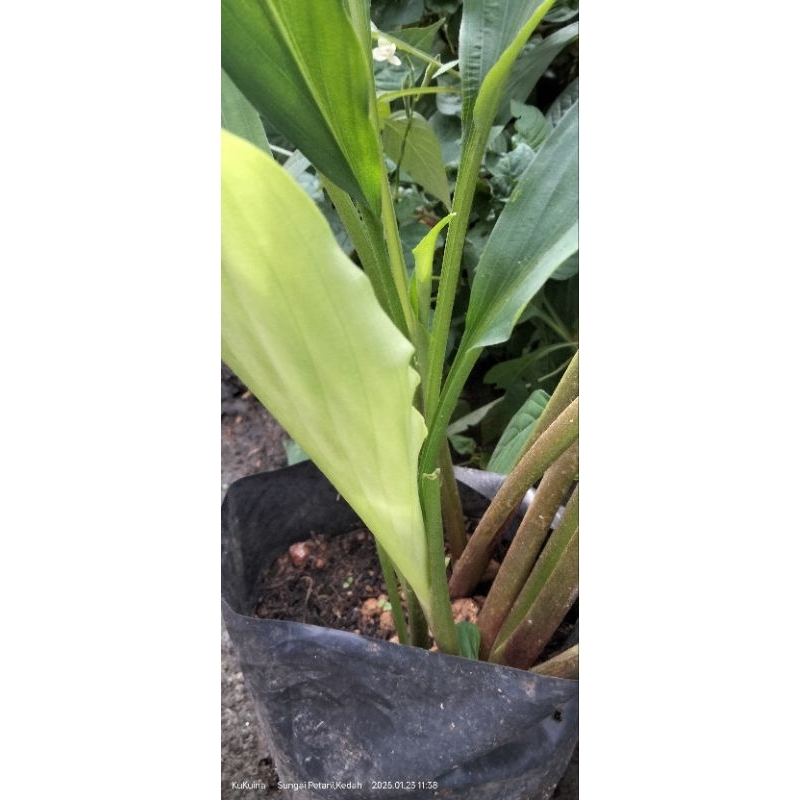 anak pokok/rizom kunyit putih / white turmeric/Curcuma alba. | Shopee ...