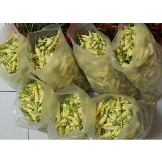 Lada Putih Sabah 🌶 Kurang Pedas | 50/100 biji benih baru dari buah ...