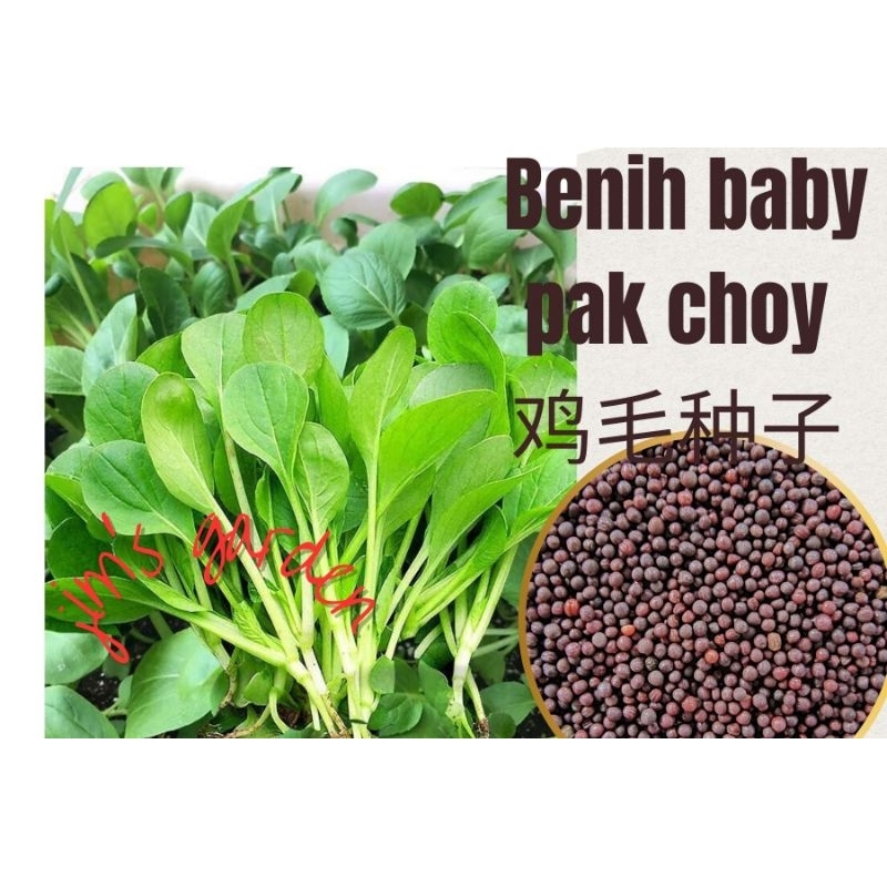 benih baby pak choy/baby bok choy/鸡毛菜种子/1g seeds(300++seeds) | Shopee ...