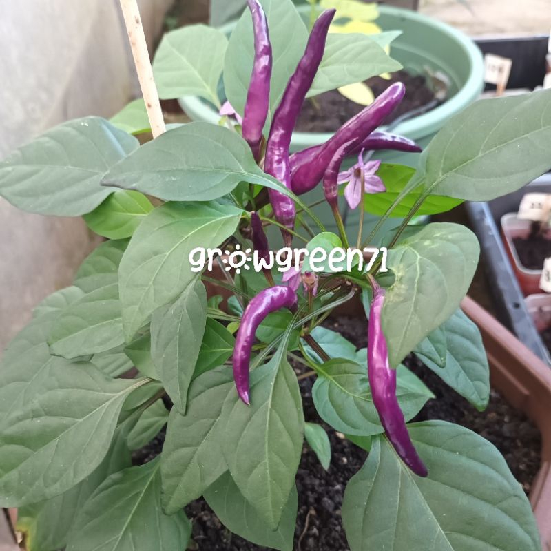 10Pcs Benih Cili 127- NAGA JOLOKIA PURPLE / Pepper seeds | Shopee Malaysia