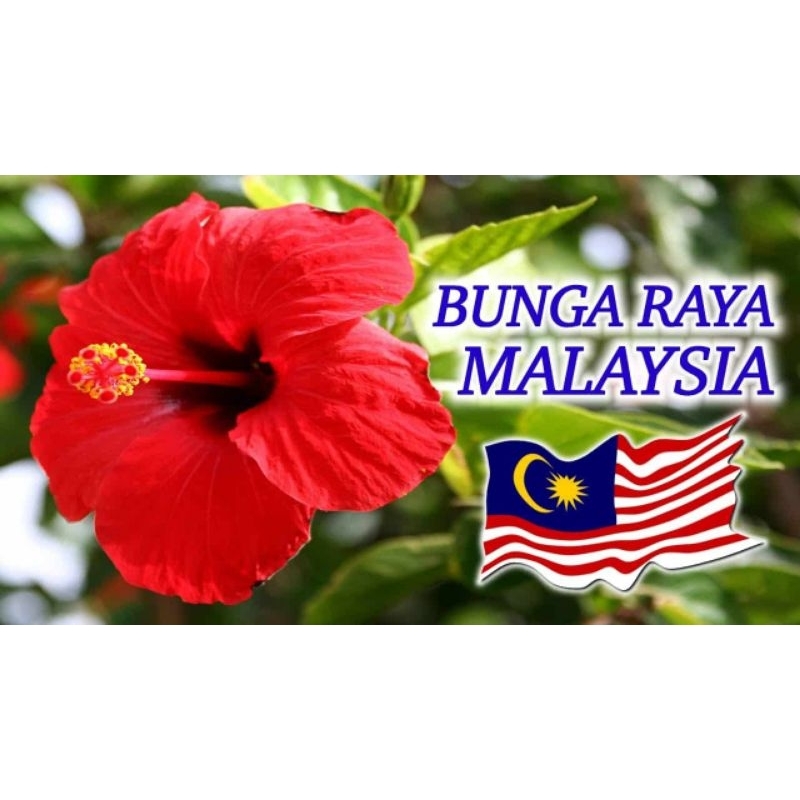 Anak Pokok Bunga Raya Merah/Hibiscus | Shopee Malaysia