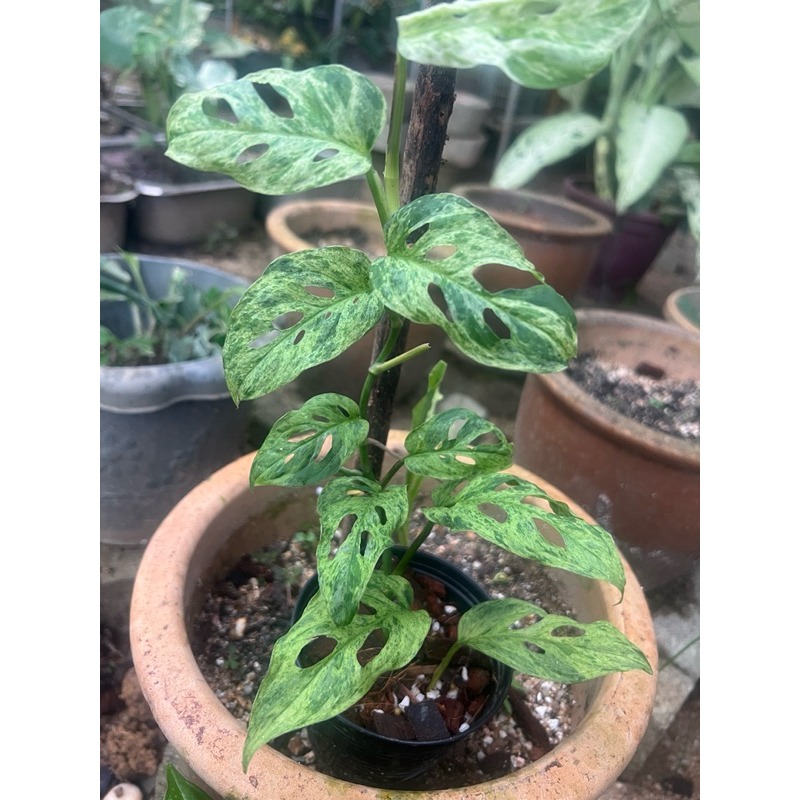 Monstera Adansonii Mint Mottled | Shopee Malaysia