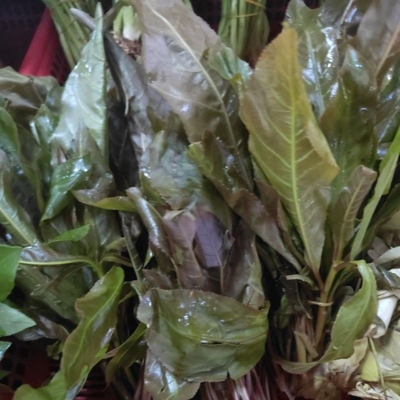 ULAM PUCUK PUTAT KAMPUNG | Shopee Malaysia