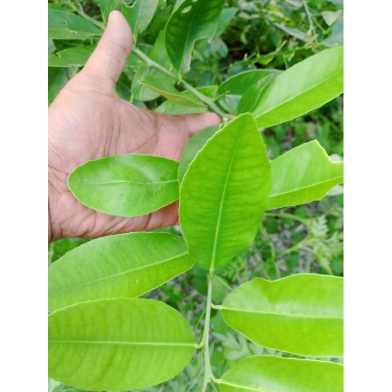 Daun limau Nipis / Daun limau Bulat / Daun Segar (key lime leaf ...