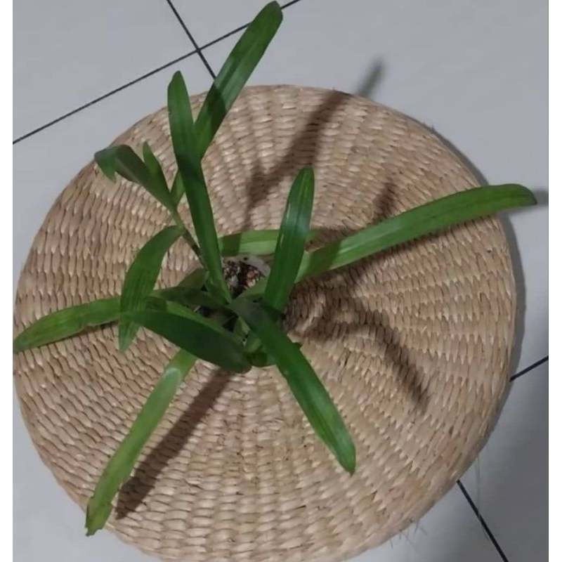 Rumput Siti Khadijah/Rumput Beijing/Angel Grass/Murdannia Loriformis ...
