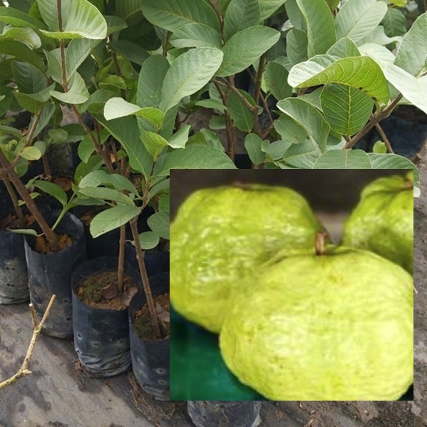 Anak Pokok Jambu Batu Lohan (Tut) | Shopee Malaysia