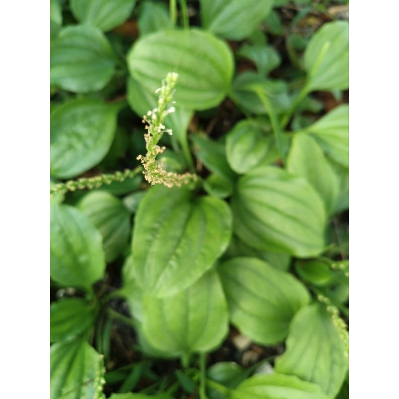 Ready stock Pokok Daun Senduk 150gm | Shopee Malaysia