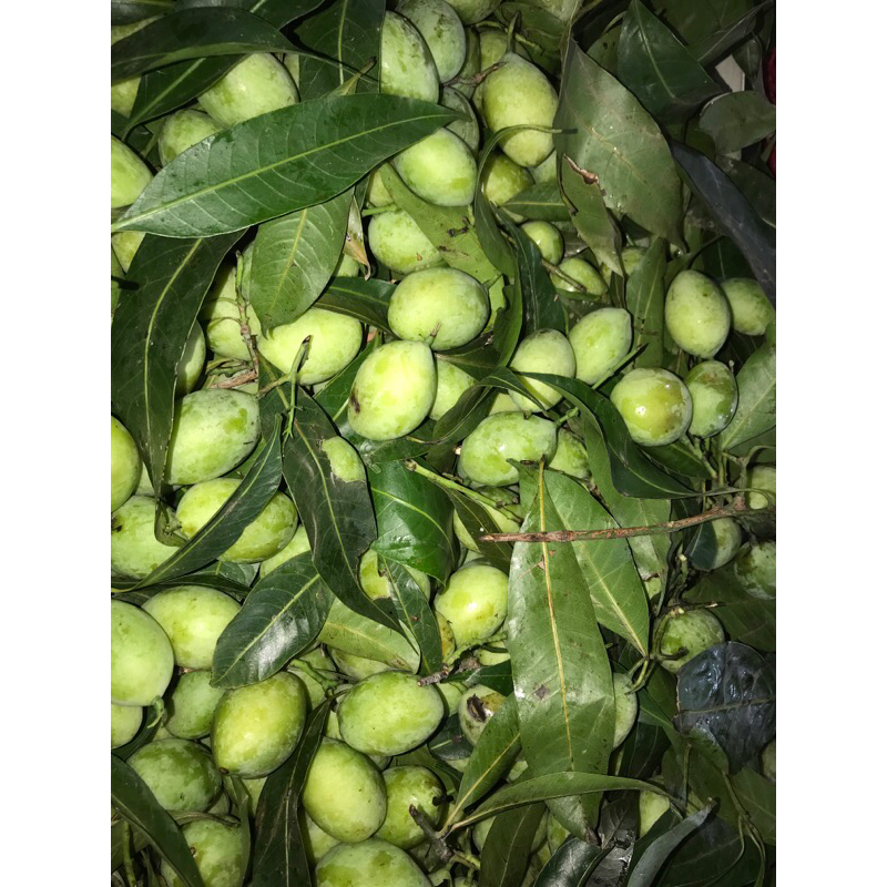 Buah kundang muda buah star 1 kilo | Shopee Malaysia