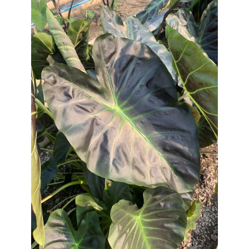Colocasia esculenta 'Aloha' | Shopee Malaysia