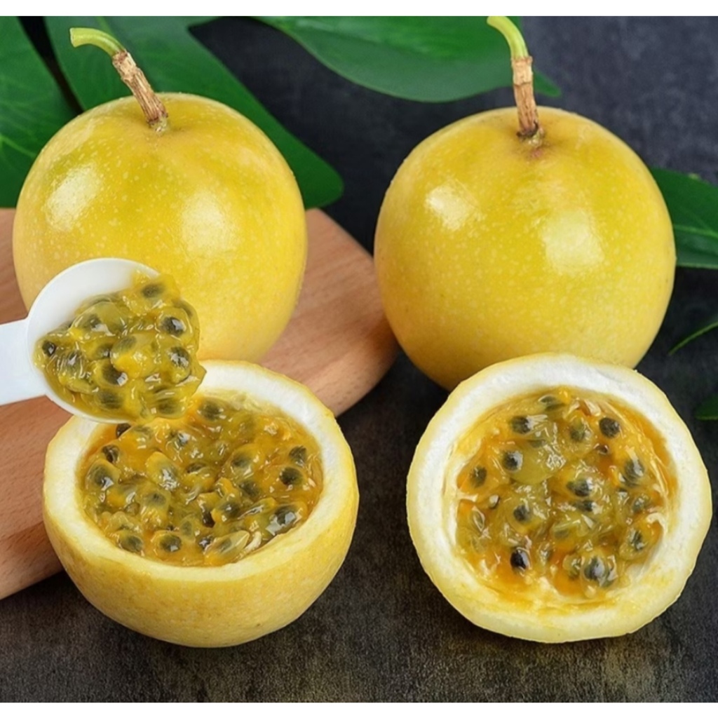 ANAK POKOK MARKISA JENIS PANAMA / PANAMA PASSION FRUIT PLANT | Shopee ...
