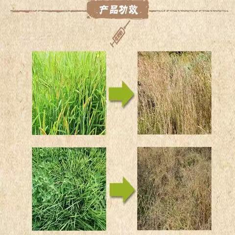 racun rumput paling kuat murah racun rumput cepat mati weed killer 100g ...