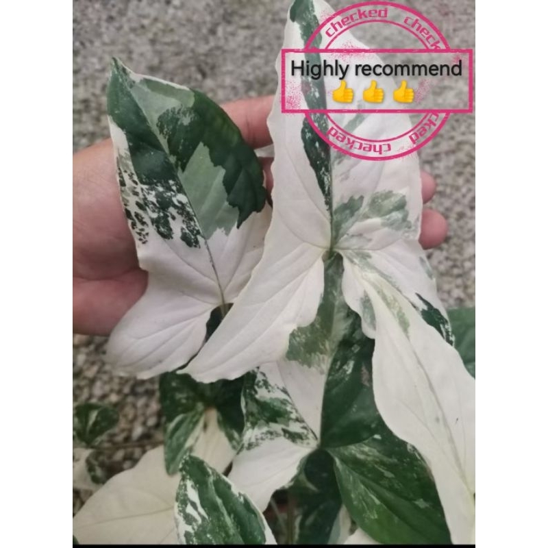🤪CRAZY SALES 🤪 👉 Syngonium Albo Variegated | Shopee Malaysia