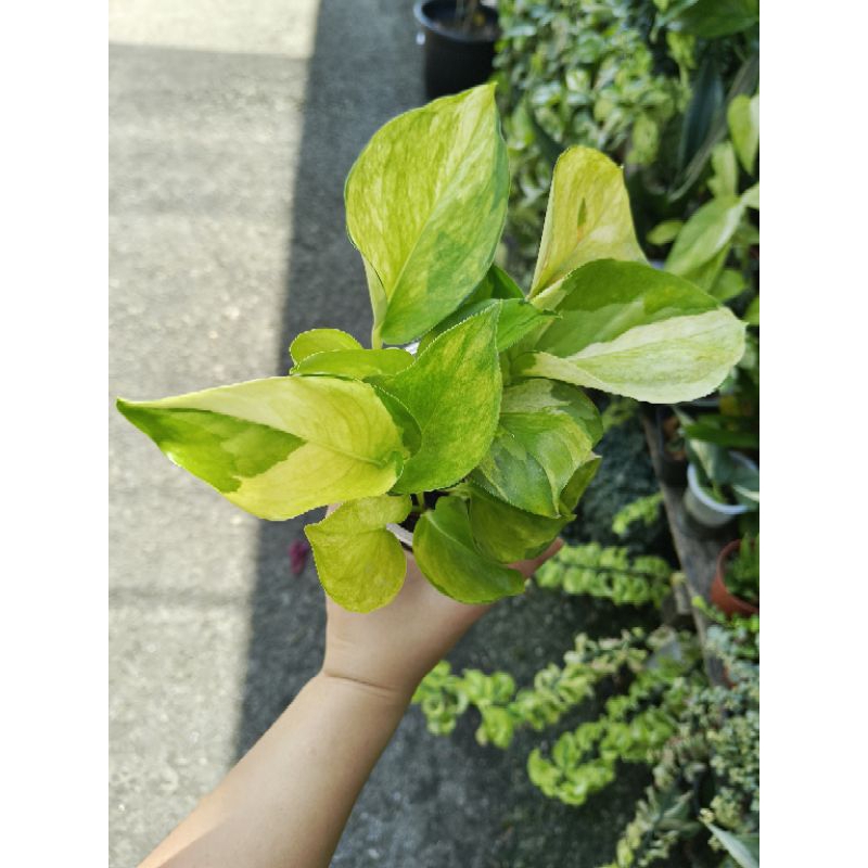 🔥rare🔥 manjula mint pothos ｜ epipremnum aureum | Shopee Malaysia