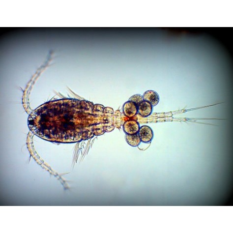 copepod (Apocyclops.sp) 400ml, saltwater plankton culture for marine ...