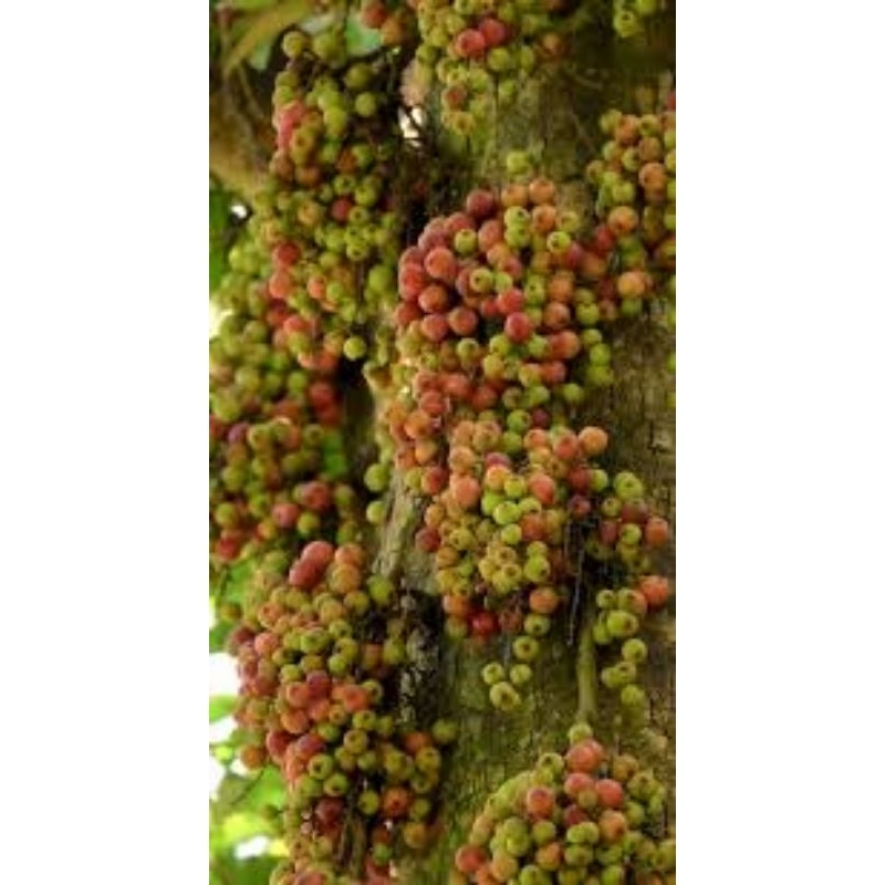 Anak Pokok Ara Sungai/Loa/Ficus Racemosa | Shopee Malaysia