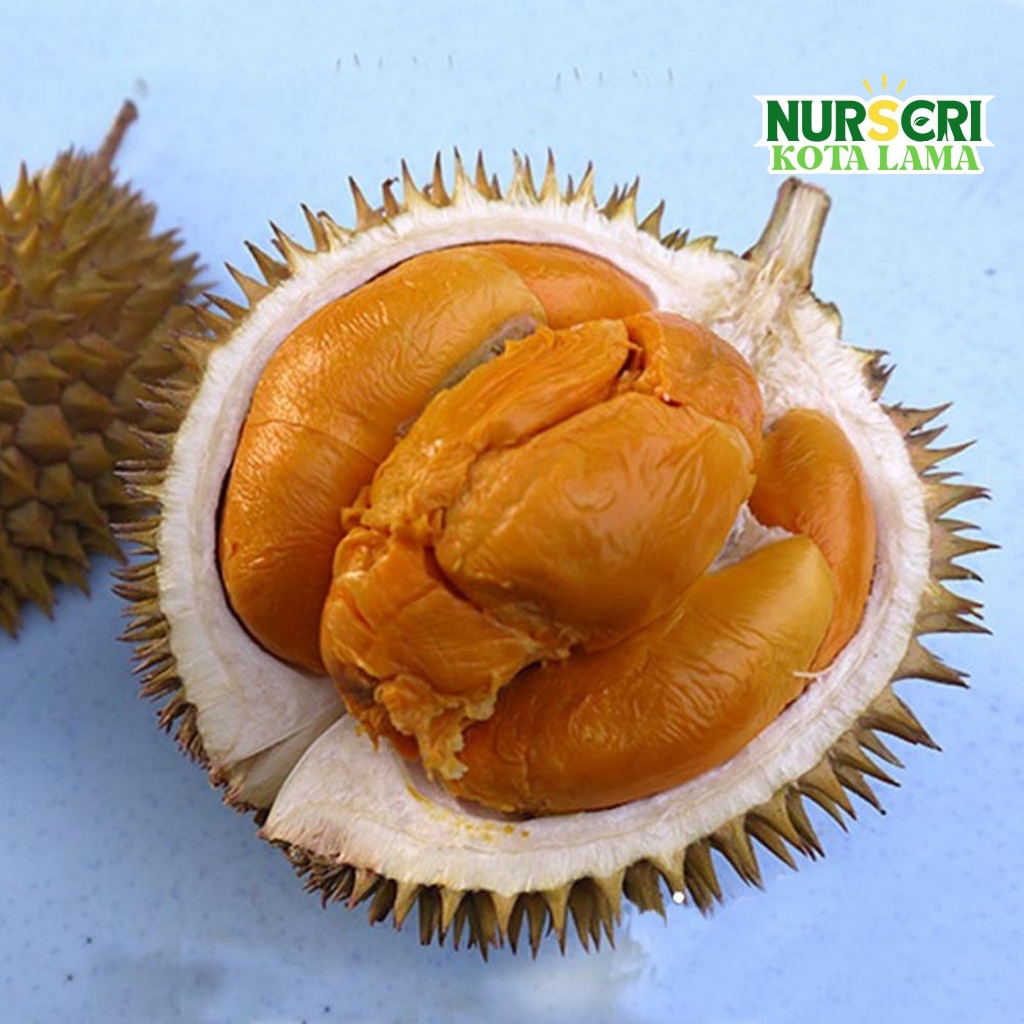 🔥HYBRID🔥 POKOK DURIAN DURI HITAM (D200) / Black Thorn / Ochee Tree / Durio Zibethinus / Live ...