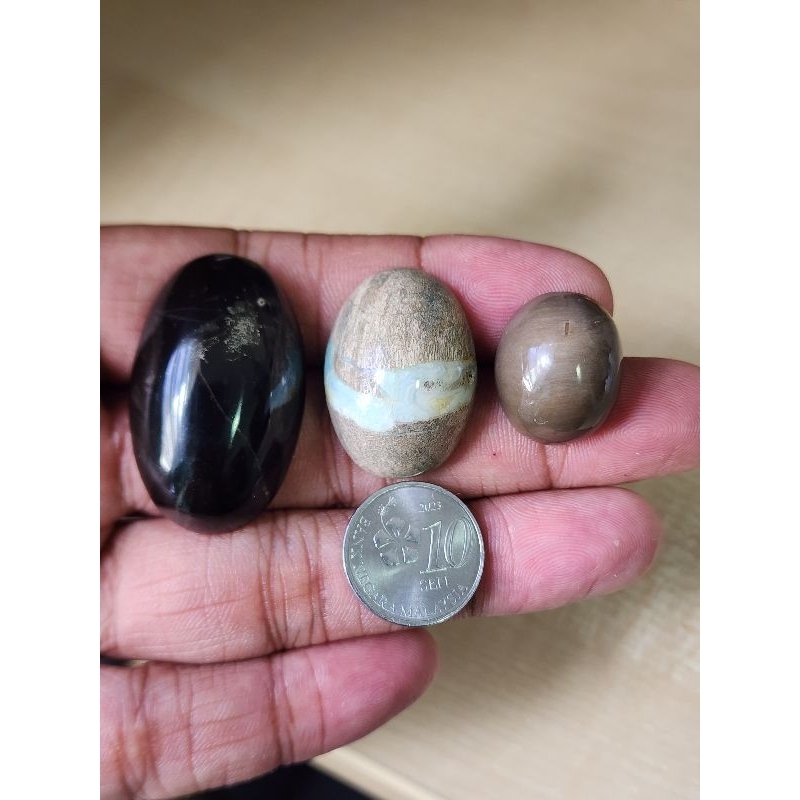 Pelbagai Fossil Kayu Jadi Batu | Shopee Malaysia