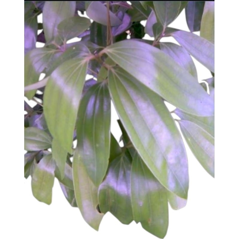 Daun kayu manis hutan/ teja lawang/ medang teja 50 helai | Shopee Malaysia