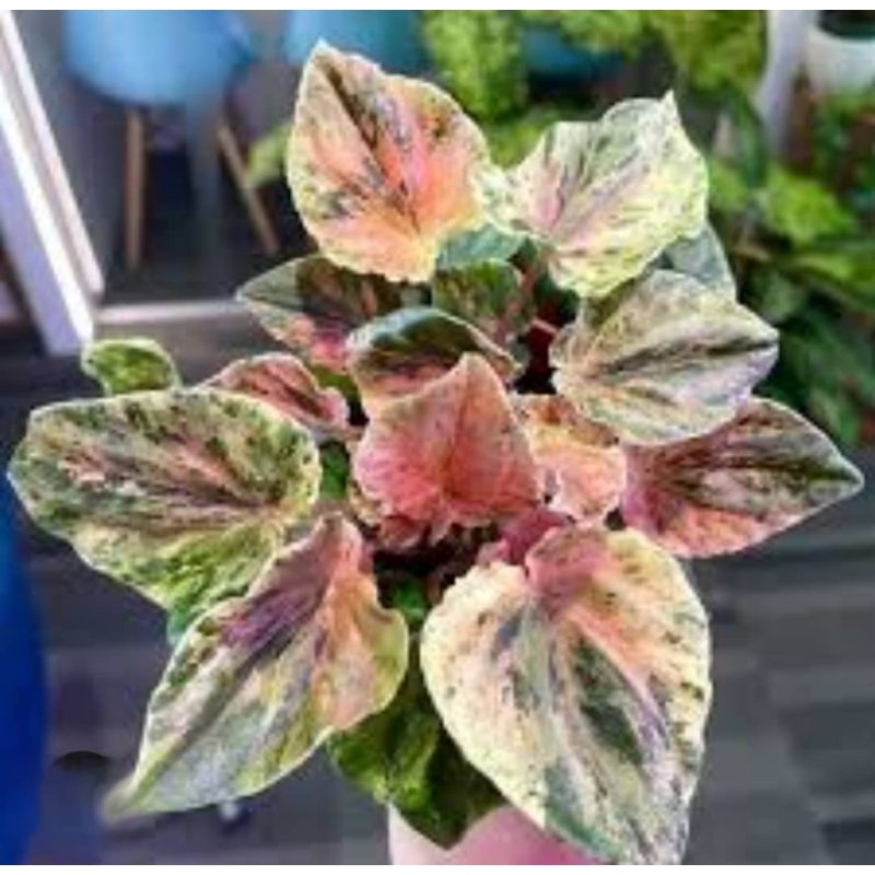 WAF Peperomia Marmorata Pink Lady 粉红美人 with 85mm pot direct from ...