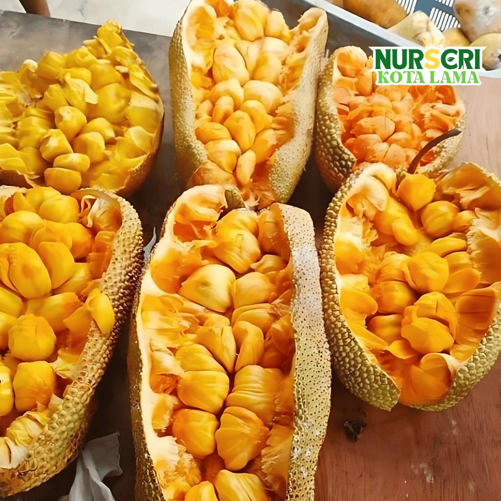 🔥HYBRID🔥 POKOK CEMPEDAK MADU (CH28) / Honey Chempedak Tree / Cempedak ...