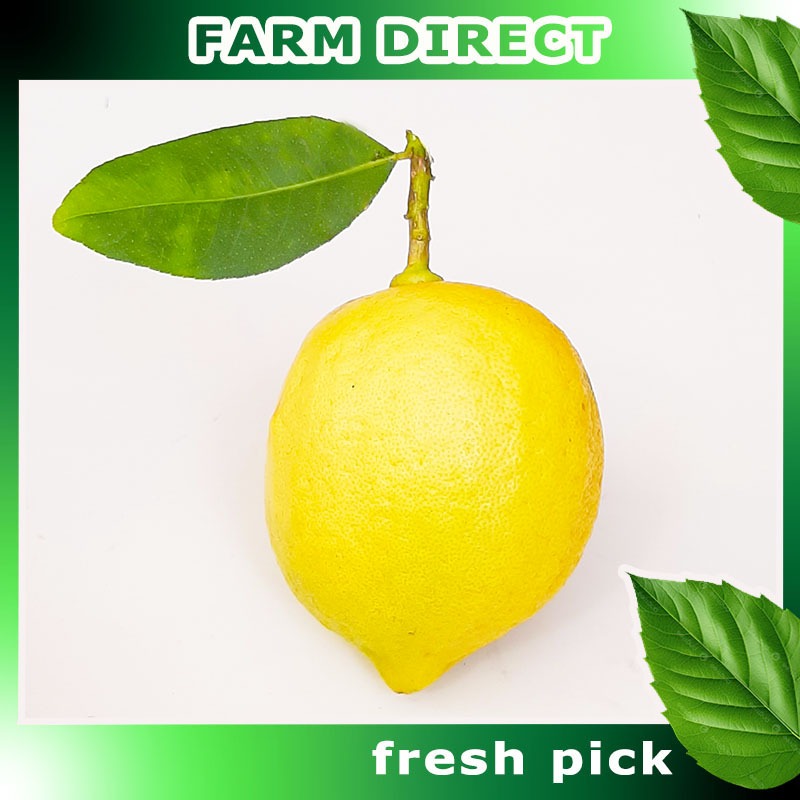 Fresh Lemon *Local Harvest* 1kg Yellow Lemon Kuning Lemon Segar Dari ...