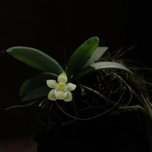 (Miniature Fragrant Orchid) Chroniochilus virescens, miniature ...