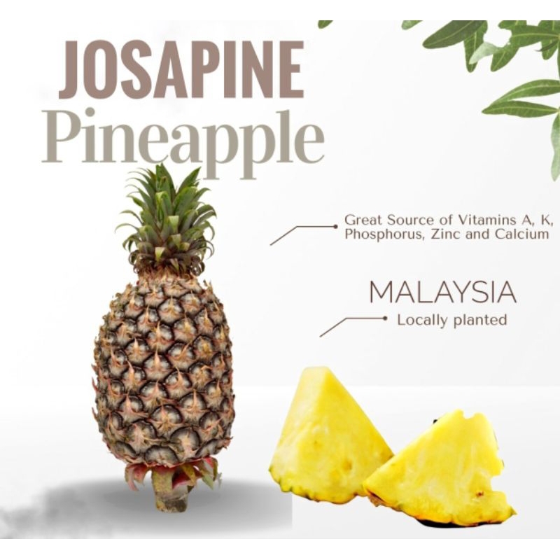 Fresh Josapine / Morris / MD2 Pineapple – Sweet & Juicy | Malaysia Farm ...