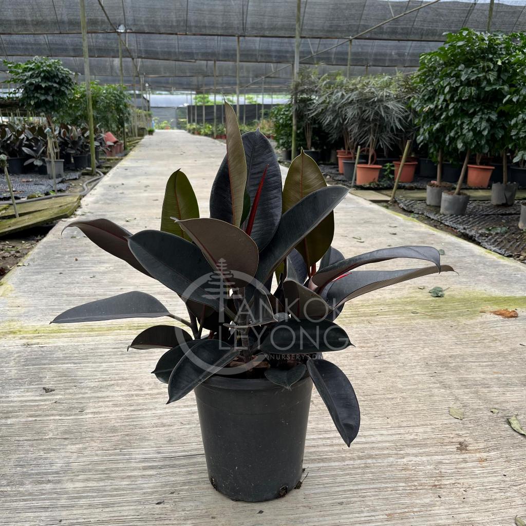 TKL - Big Size Multi stems Ficus Elastica Ruby (India Rubber Plant ...