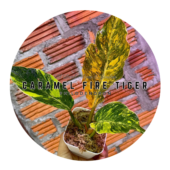 [Philodendron] Caramel Marble Fire Tiger Variegated Premium Selected ...