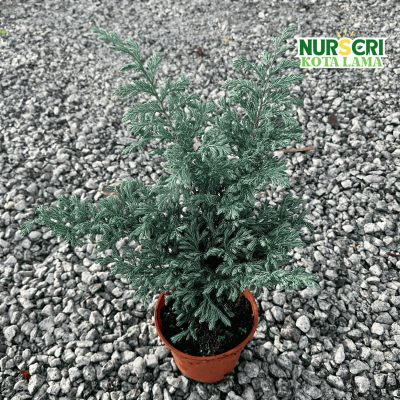 🔥INDOOR🔥 HIMALAYAN BLUE PINE TREE / Pokok Rhu Biru / Sawara Cypress ...