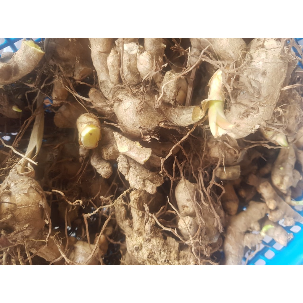 6. Temu Mangga/Temu Pauh dan Temu Kunci | Shopee Malaysia