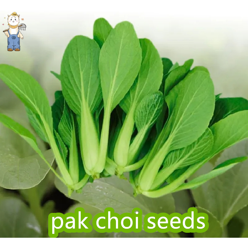 Pak choi seeds-(500seeds) SUPER PREMIUM PACK Bok Choy Vegetable Seeds ...