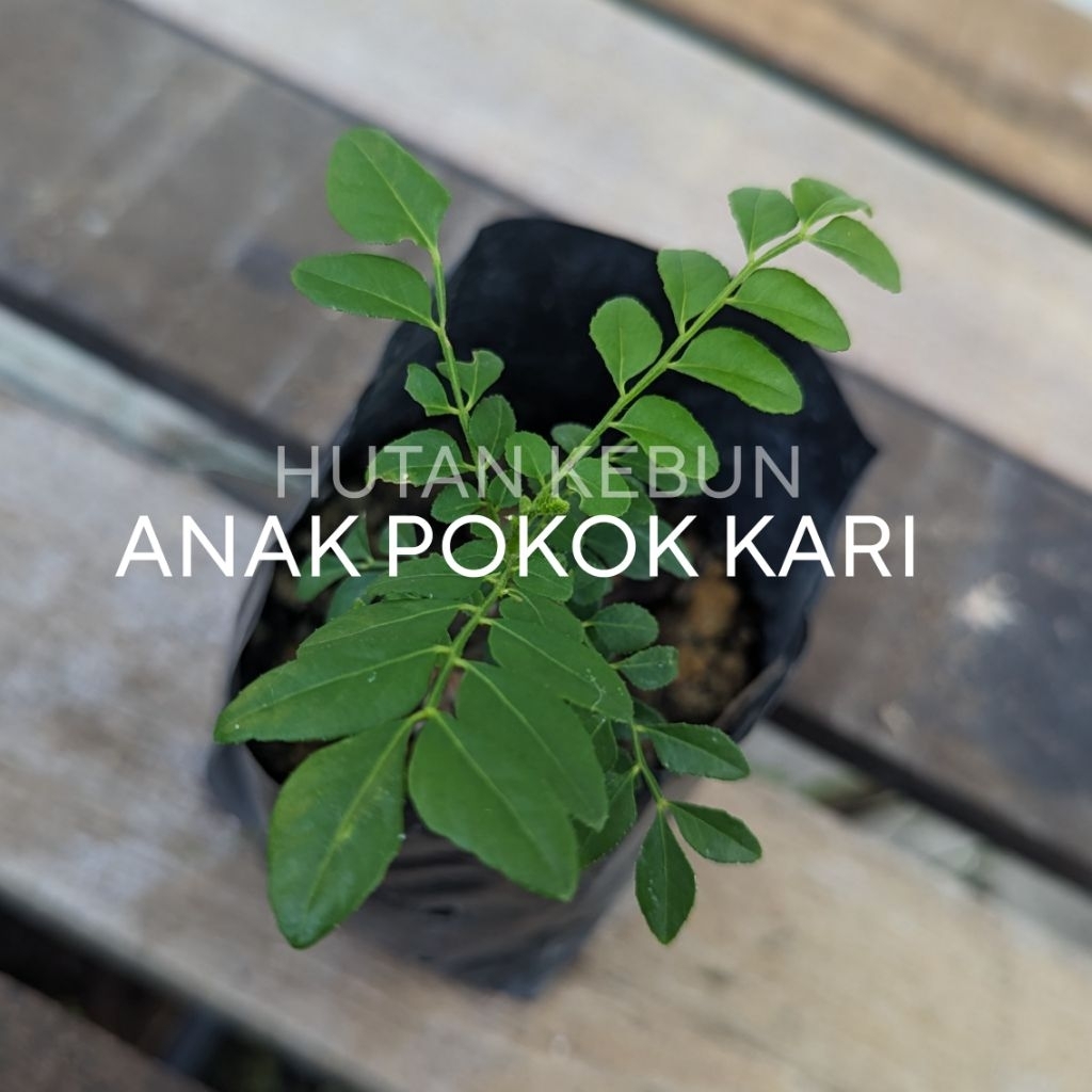 [New publish] Anak Pokok Kari / Pokok Daun Kari / Curry Leaf Tree ...