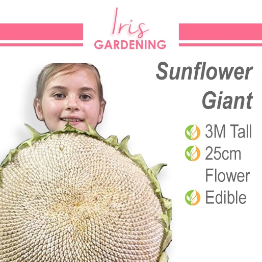 [10 Types] Biji Benih Bunga Matahari Sunflower Seeds 向日葵种子 Kuaci [Iris ...