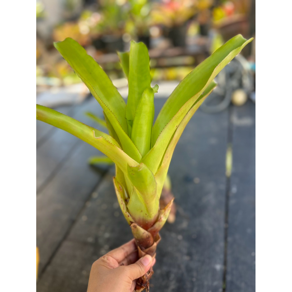 Anak Pokok bromeliad Aec Lemonade | Shopee Malaysia
