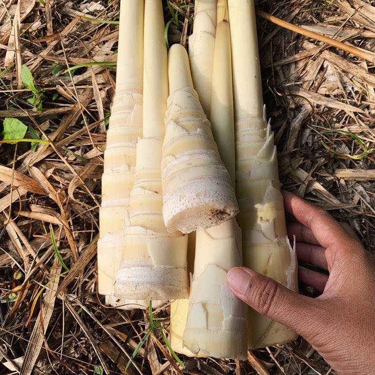 TIADA COD Anak Pokok Buluh Betong/Betung | Shopee Malaysia