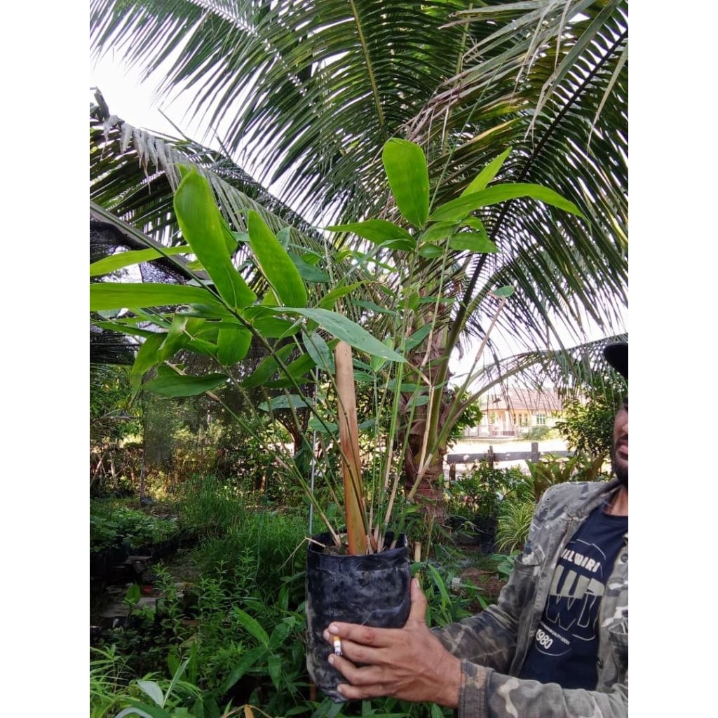 ANAK POKOK BULUH LEMANG | Shopee Malaysia