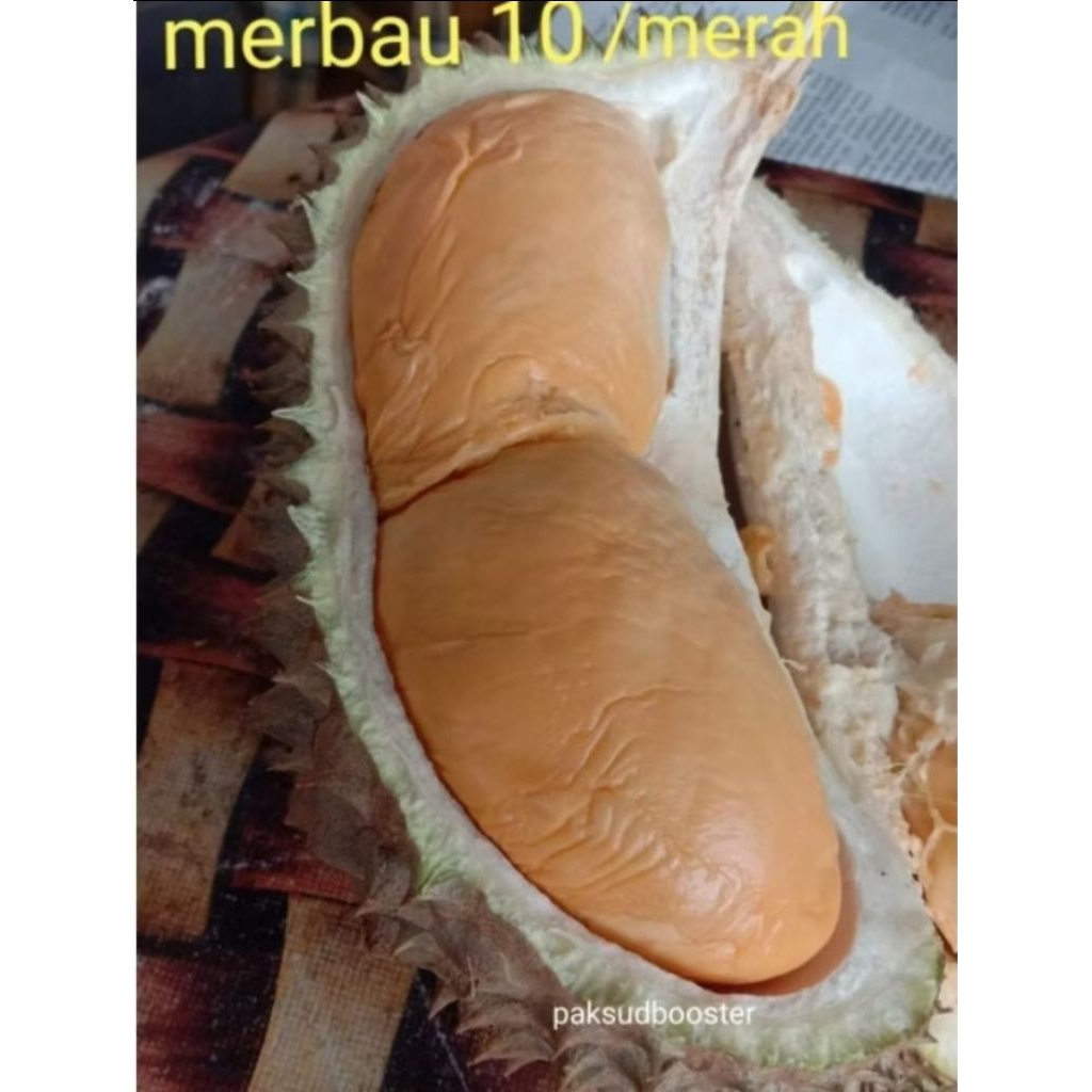 Durian Merbau Poksu(Pokok Durian Premium Kawin) | Shopee Malaysia