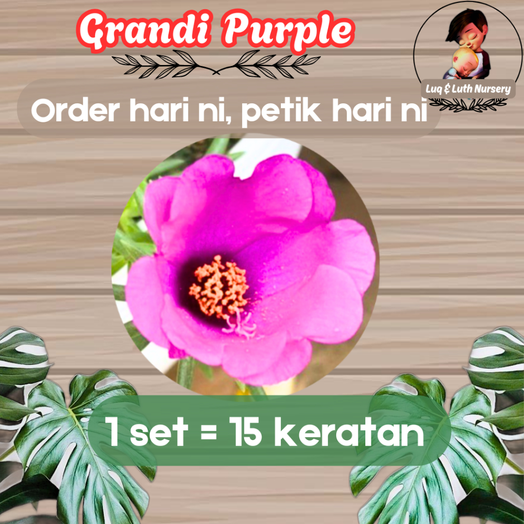 Ros Jepun 15 Keratan Grandi Purple Ros Jepun Keratan Japanese Rose ...