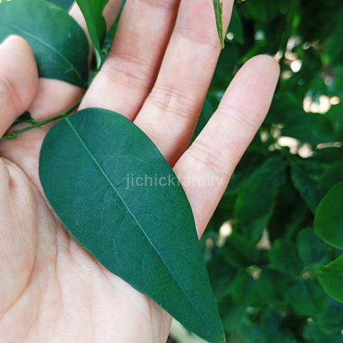 4 pcs Biji Benih Seed 种子/ Sayur Cekur Manis Sayur Pucuk Manis Sauropus ...