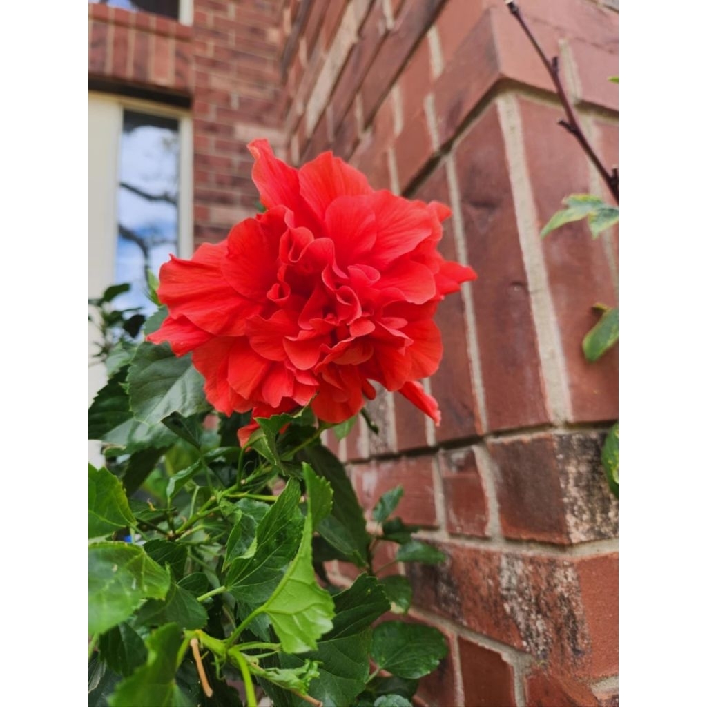 Live Plant Bunga Raya/Hibiscus 大红花国花 Pokok Warna Merah 🌺(Pokok Hiasan ...