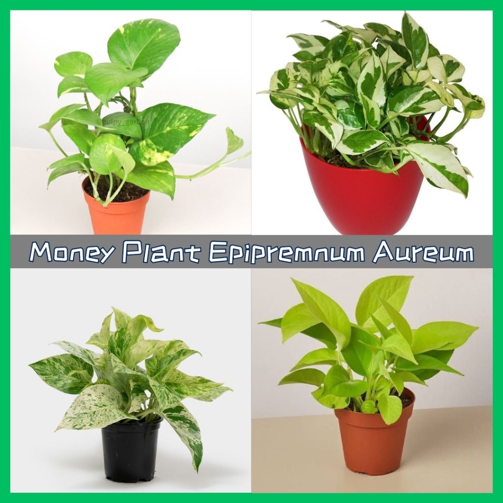 Real Live Money Plant With Pot Epipremnum Aureum Indoor Plant 绿萝/万年青 ...