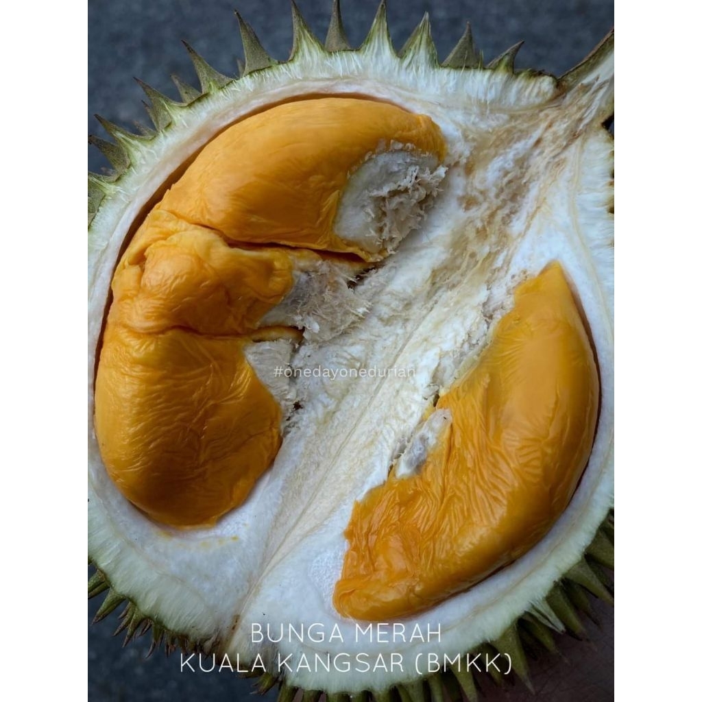 Pokok Durian Bunga Merah Kuala Kangsar💥💥💥 | Shopee Malaysia
