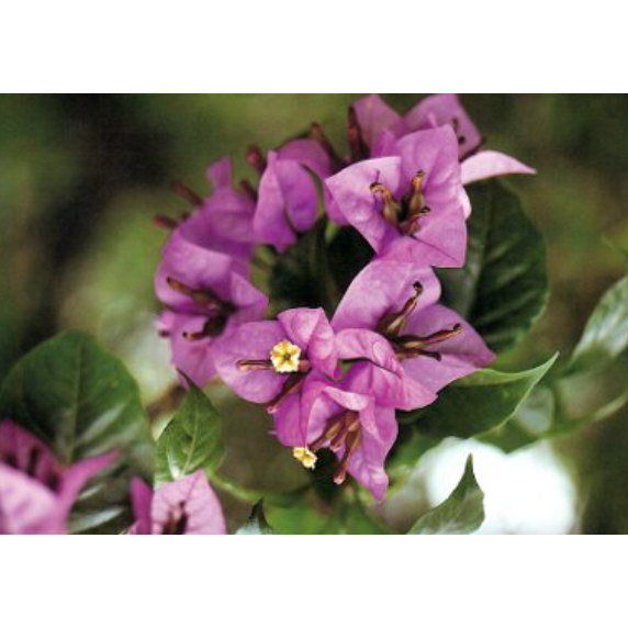 5 Biji Benih Bunga Kertas Formosa BOUGAINVILLEA Flower Seed - 5 Seed ...