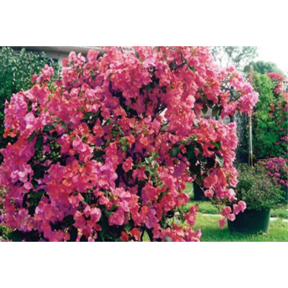 5 Biji Benih Bunga Kertas James Walker BOUGAINVILLEA Flower Seed - 5 ...