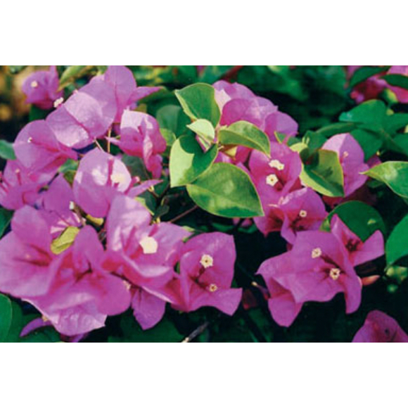 5 Biji Benih Bunga Kertas Maureen Hatten BOUGAINVILLEA Flower Seed - 5 ...
